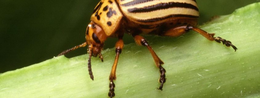 Jokes: Insects, Fleas, Flies, Spiders - Kids Activities