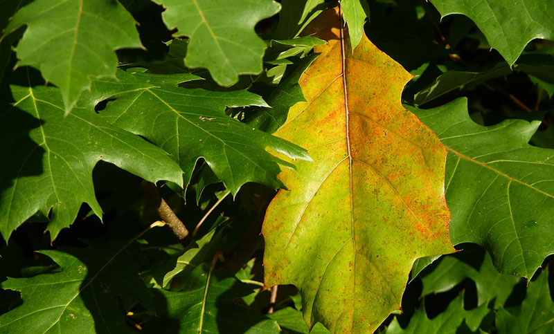 Leaf-Leaves Theme - Kids Activities